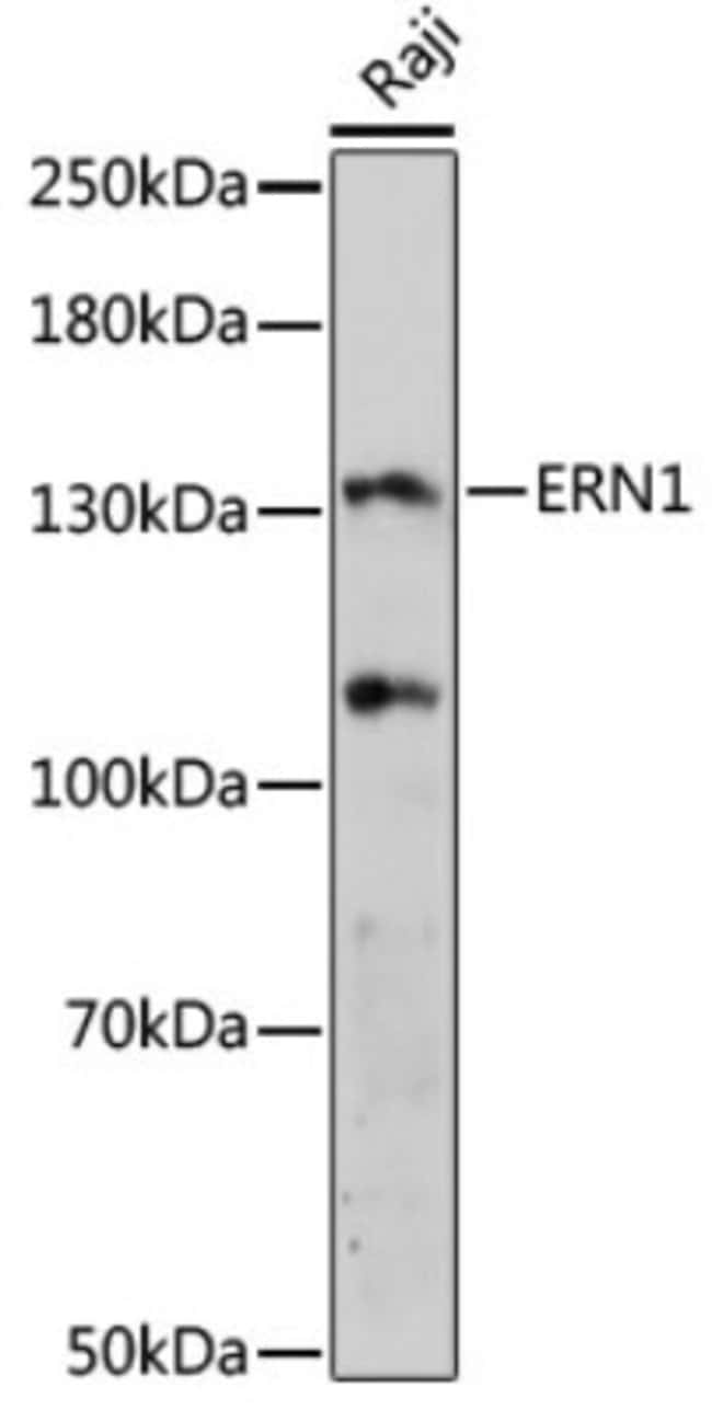IRE1 alpha Rabbit anti-Human, Polyclonal, Novus Biologicals 100 μg ...