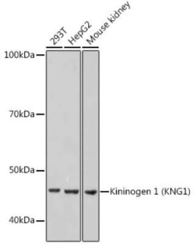 Kininogen 1 Rabbit anti-Human, Mouse, Rat, Clone: 8O3B3, Novus ...