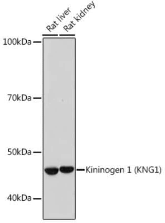 Kininogen 1 Rabbit anti-Human, Mouse, Rat, Clone: 8O3B3, Novus ...