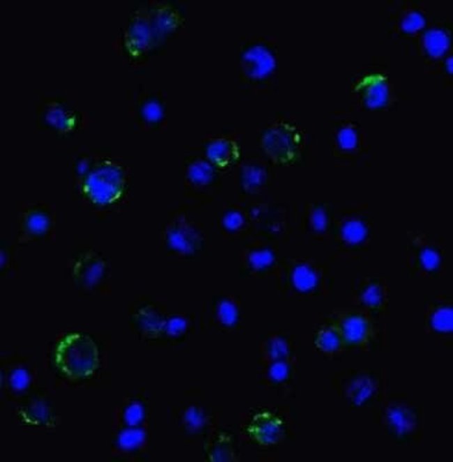 LAG-3 Antibody (2A11) - VHH - Azide and BSA Free, Novus Biologicals 0.1 ...