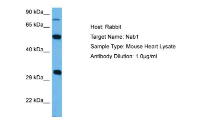 NAB1 Rabbit anti-Mouse, Polyclonal, Novus Biologicals 100 μg ...