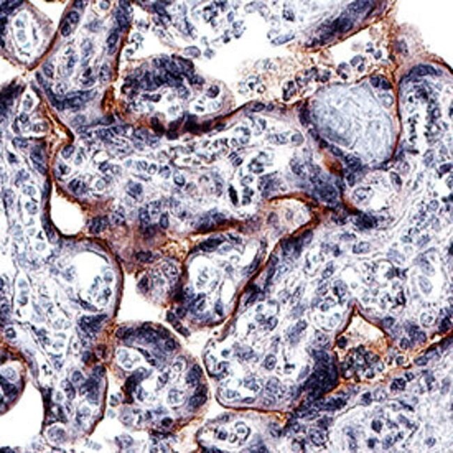 Human Nope/IGDCC4 Antibody, R D Systems 100 μg; Unconjugated:Antibodies ...