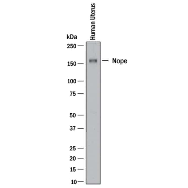 Human Nope/IGDCC4 Antibody, R D Systems 100 μg; Unconjugated:Antibodies ...