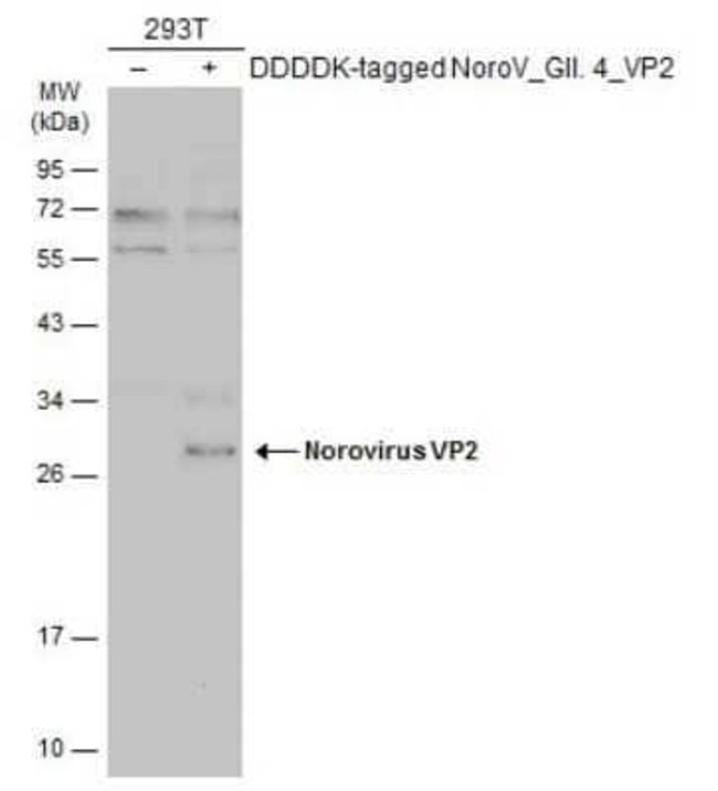 Norovirus VP2 Rabbit anti-Virus, Polyclonal, Novus Biologicals 100 μg ...