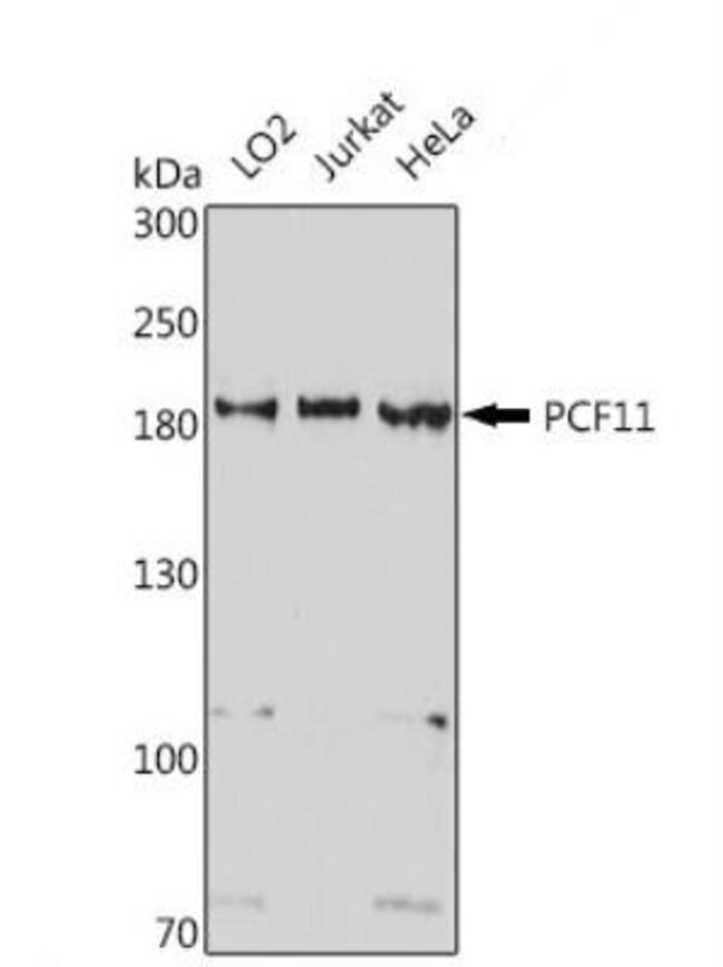 PCF11 Rabbit anti-Human, Polyclonal, Novus Biologicals 50μL ...