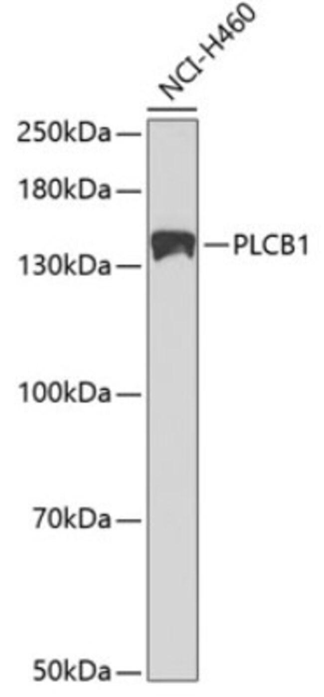 PLC-beta 1 Rabbit anti-Human, Mouse, Rat, Polyclonal, Novus Biologicals ...