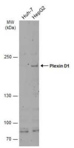 Plexin D1 Antibody, Novus Biologicals 100 μg; Unconjugated:Antibodies ...