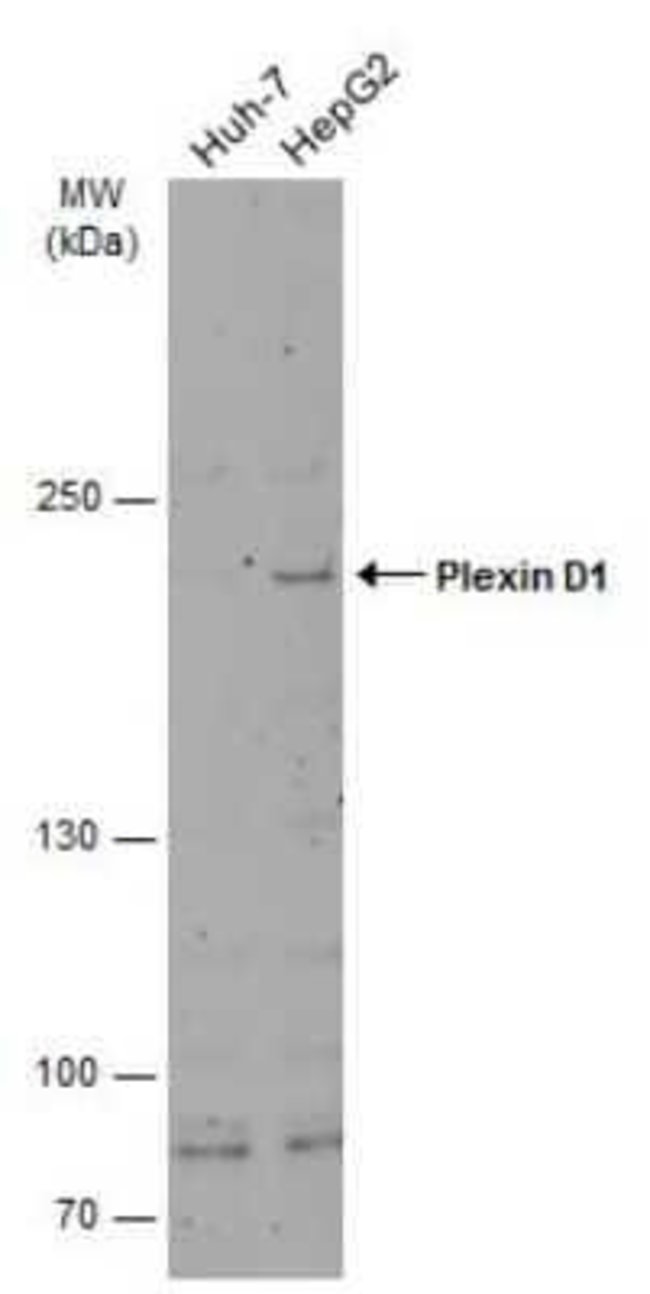 Plexin D1 Antibody, Novus Biologicals 100 μg; Unconjugated:Antibodies ...