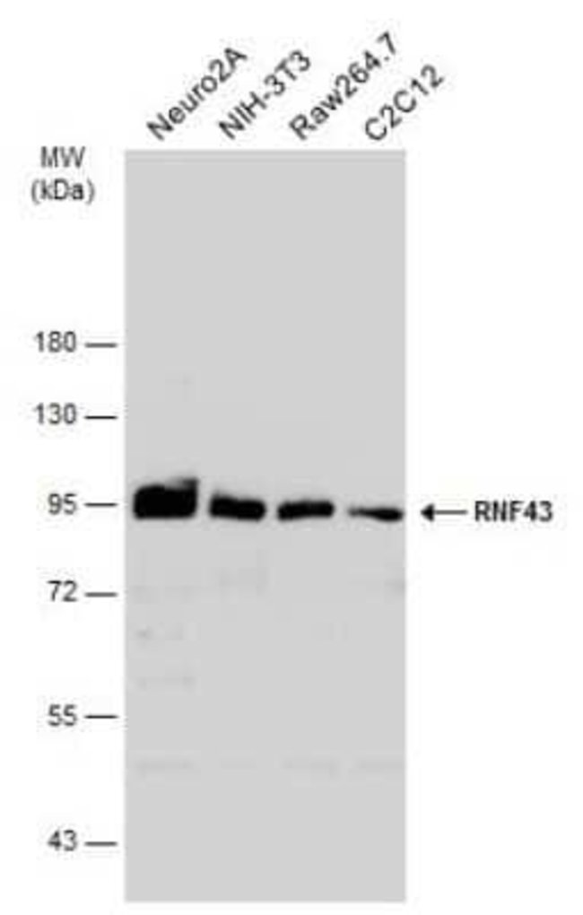 RNF43 Rabbit anti-Human, Mouse, Polyclonal, Novus Biologicals 100 μg; | Fisher Scientific