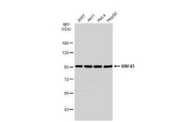 RNF43 Rabbit anti-Human, Mouse, Polyclonal, Novus Biologicals 100 μg; | Fisher Scientific