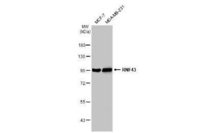 RNF43 Rabbit anti-Human, Mouse, Polyclonal, Novus Biologicals 100 μg; | Fisher Scientific