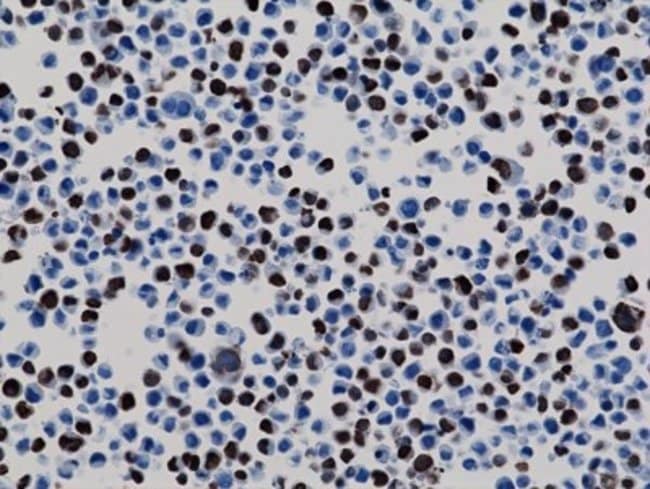 His Tag Antibody (RM146), Biotin, Novus Biologicals 0.05 mg; Biotin ...