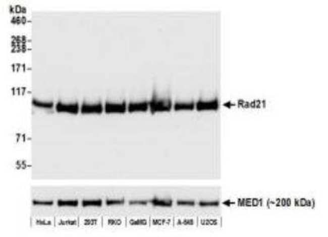 Rad21 Antibody (BLR052F), Novus Biologicals 100 μg; Unconjugated ...