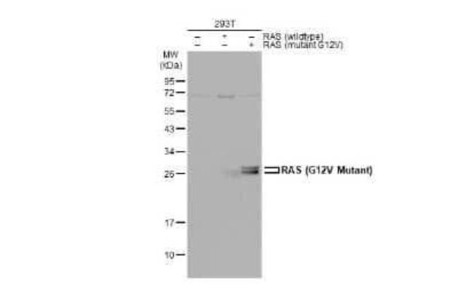 Ras Antibody - G12V Mutant, Novus Biologicals 100 μg; Unconjugated ...