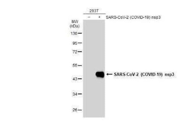SARS-CoV-2 nsp3 Antibody, Novus Biologicals 100 μg; Unconjugated:Antibodies, | Fisher Scientific