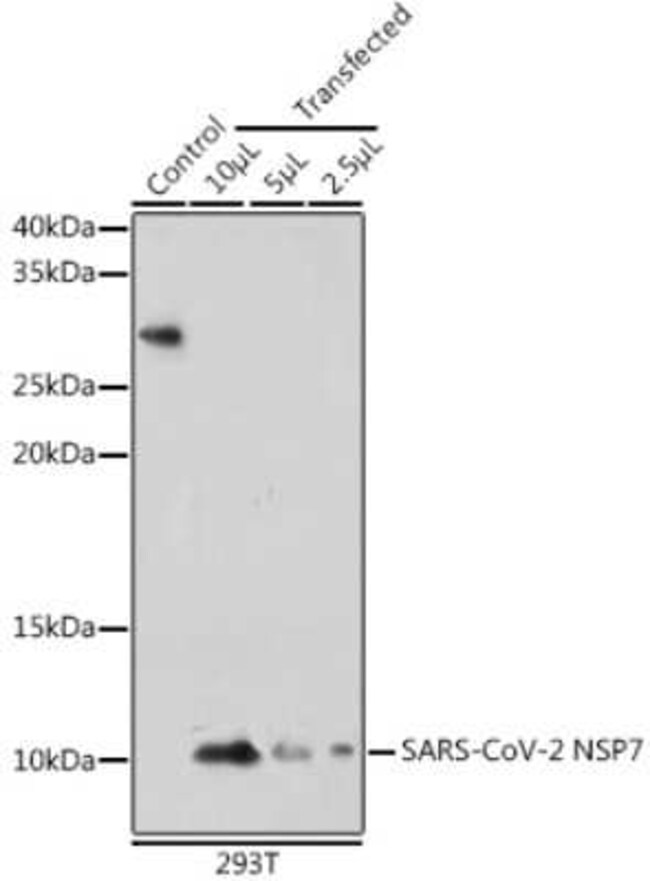 SARS-CoV-2 nsp7 Rabbit anti-SARS-CoV-2, Polyclonal, Novus Biologicals:Antibodies:Primary ...