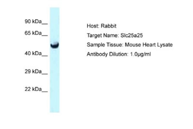 SLC25A25 Rabbit anti-Mouse, Polyclonal, Novus Biologicals 100 μg ...