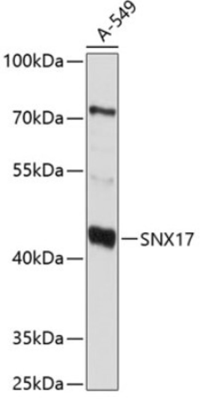 SNX17 Rabbit anti-Human, Polyclonal, Novus Biologicals 20 μg ...