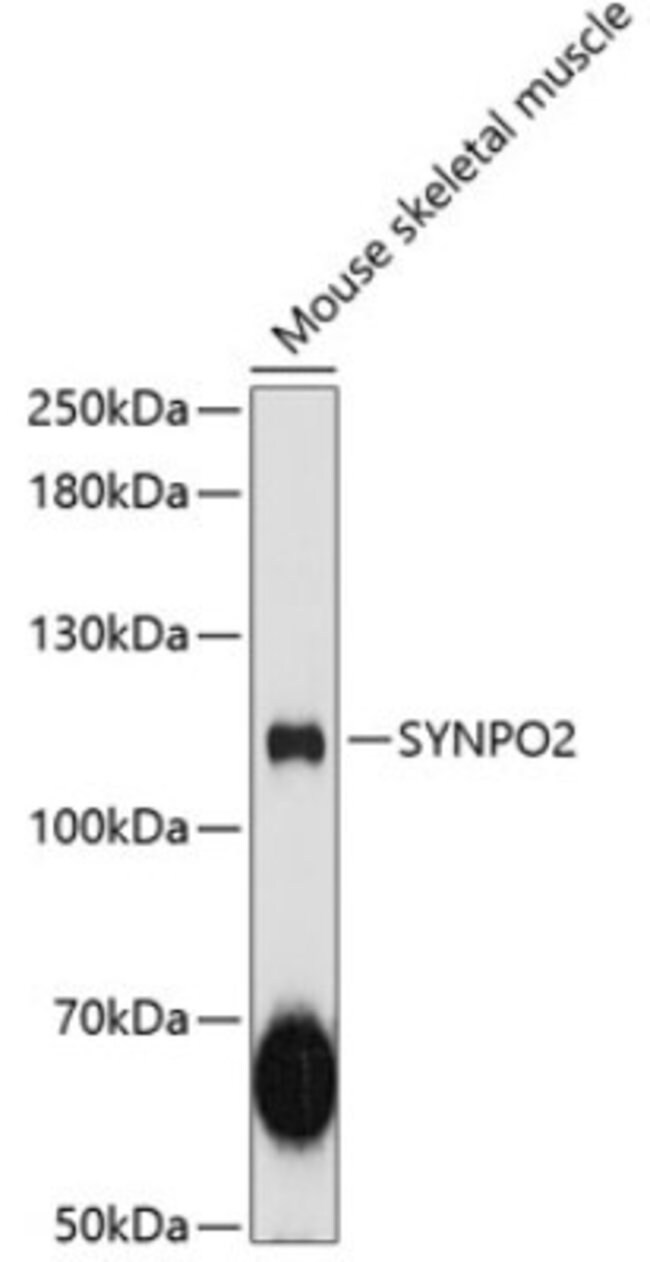 SYNPO2 Rabbit anti-Mouse, Polyclonal, Novus Biologicals 100 μg ...