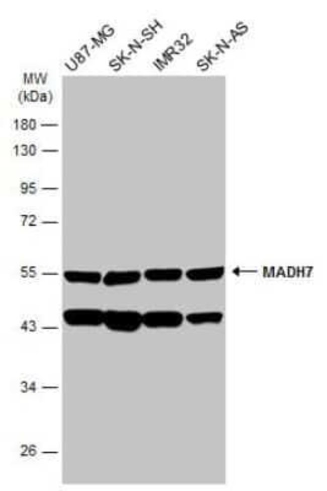 Smad7 Antibody, Novus Biologicals 100 μg; Unconjugated:Antibodies ...