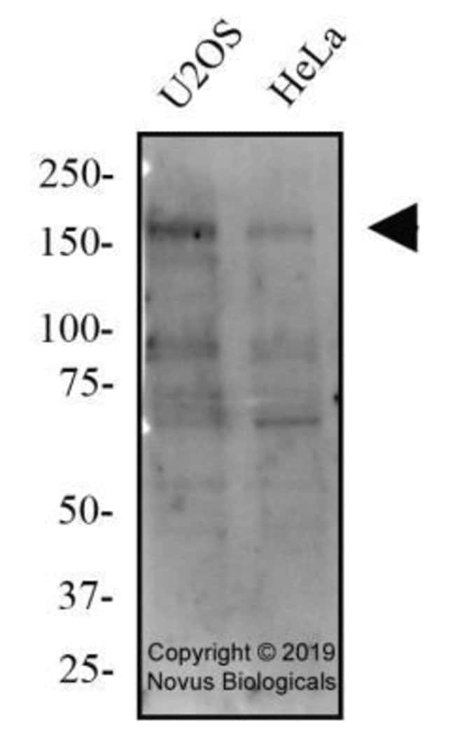 Tensin 1 Antibody - BSA Free, Novus Biologicals:Antibodies:Primary ...