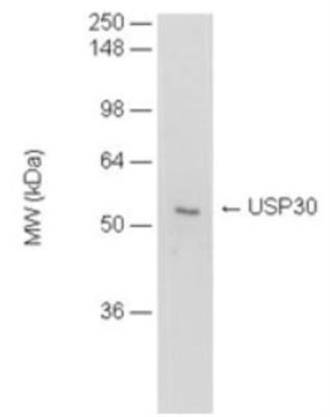 USP30 Rabbit anti-Human, Polyclonal, Novus Biologicals 25 μg ...