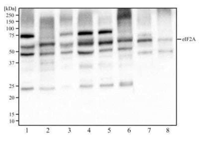 eIF2A Antibody (3A7B11) - Azide and BSA Free, Novus Biologicals™ 0.1 mL ...