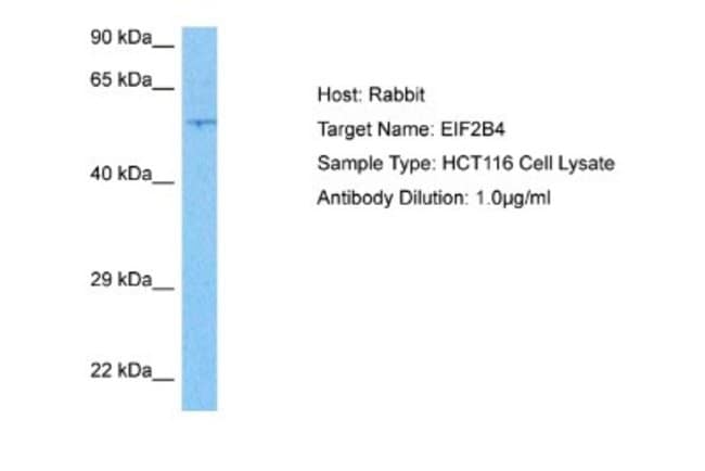 eIF2B4 Antibody, Novus Biologicals 100 μL; Unconjugated:Antibodies ...