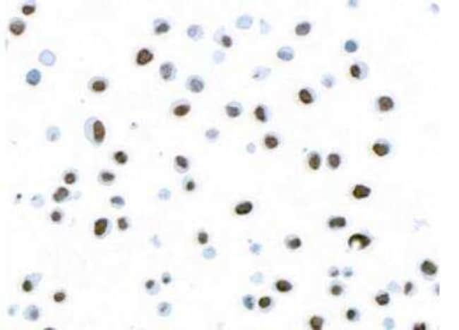 Histone H2AX, p Ser139 Antibody (BLR053F), Novus Biologicals 100 μg ...