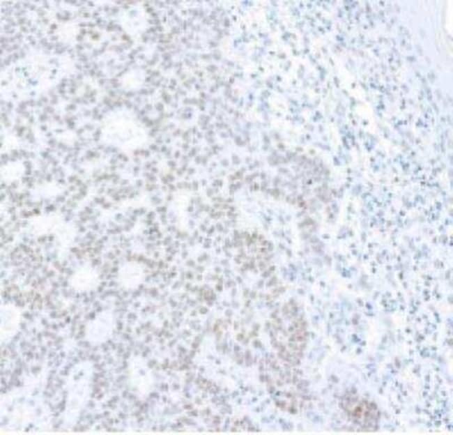 Histone H2AX, p Ser139 Antibody (BLR053F), Novus Biologicals 100 μg ...