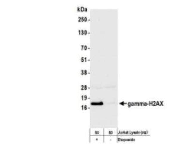 Histone H2AX, p Ser139 Antibody (BLR053F), Novus Biologicals 100 μg ...