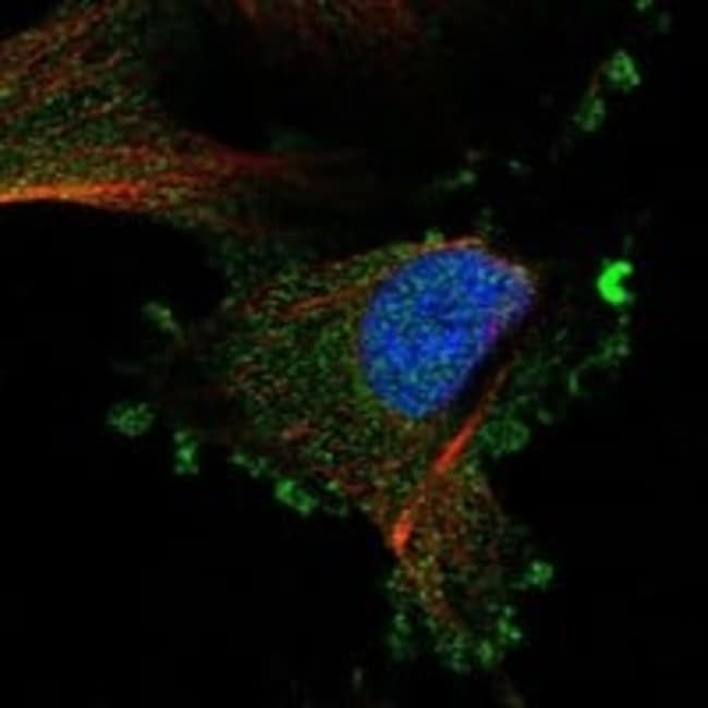 LAMP-2/CD107b Antibody, Novus Biologicals 25 μg; Unconjugated ...