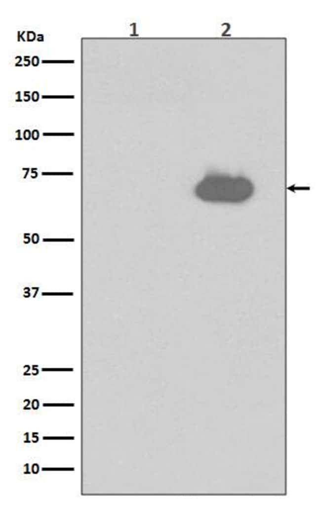 SHP-2/PTPN11, p Tyr542 Antibody (SR2126), Novus Biologicals 100 μg ...