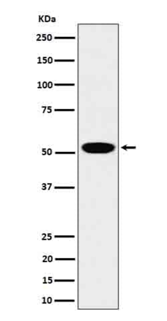 LAP3 Antibody (SR1911), Novus Biologicals 50 μg; Unconjugated ...