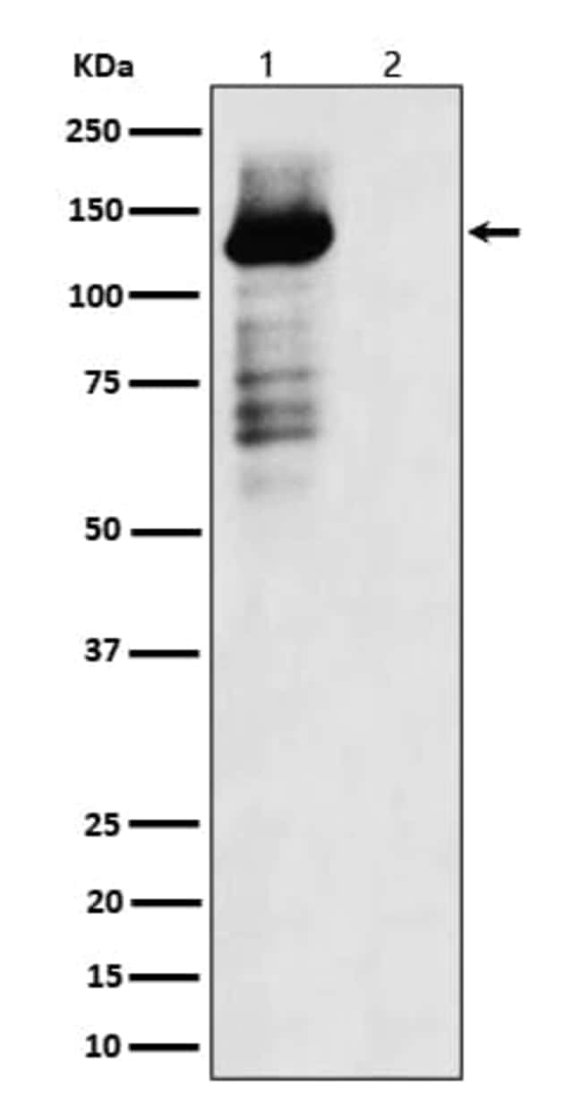TAO Kinase 1/2/3, p Ser181 Antibody (SR1151), Novus Biologicals 50 μg ...