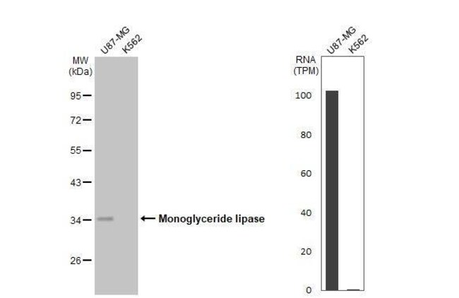 Monoglyceride Lipase Antibody (HL1938) - Azide and BSA Free, Novus ...