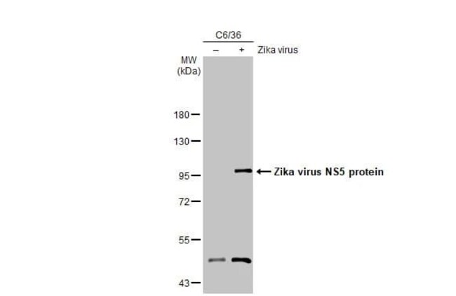 Zika virus NS5 Antibody (HL2154) - Azide and BSA Free, Novus ...