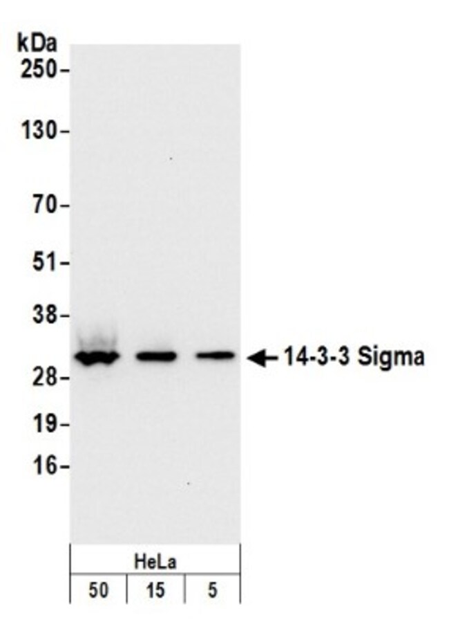 14-3-3 SIGMA/STRATIFI - 0.1 ML