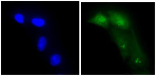 ADK Antibody (4F8) - BSA Free, Novus Biologicals 100μL; Unlabeled ...