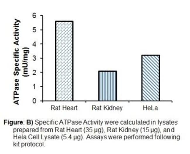 Novus Biologicals ATPase Activity Activity Assay Kit (Colorimetric ...
