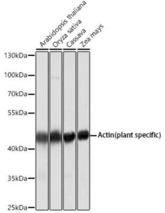 Actin Antibody (9Y9L6), Novus Biologicals 100 μg; Unconjugated ...