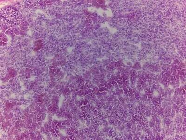 Novus Biologicals Adrenal Tissue Slides (Adult Normal)- Frozen 5 Slides ...