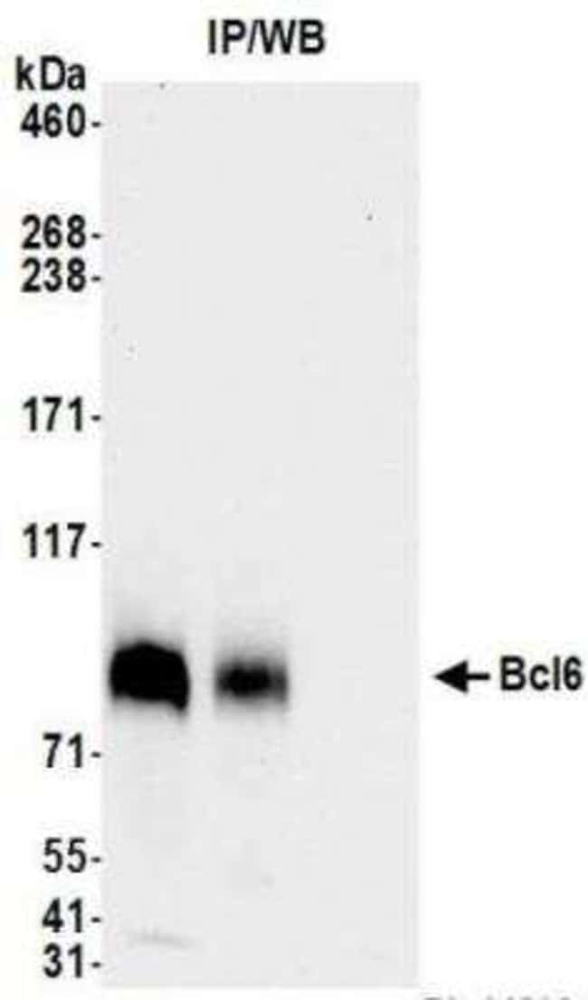 Bcl-6 Antibody (BLR143H), Novus Biologicals 100 μg; Unconjugated ...