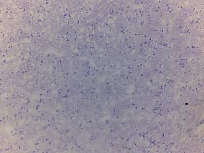 Novus Biologicals Brain Parietal Lobe Tissue Slides (Adult Normal ...