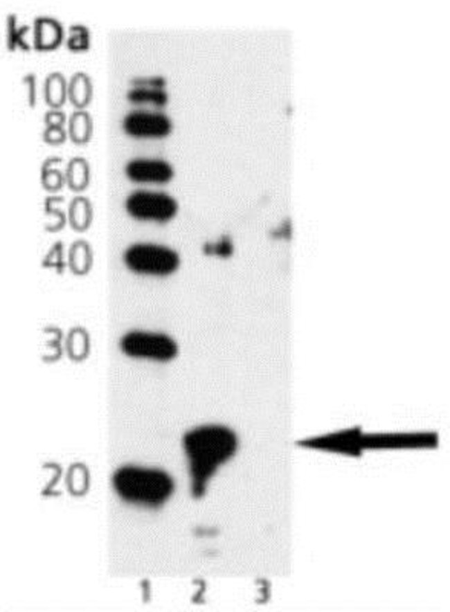 AlphaB Crystallin/CRYAB Antibody (1B6.1-3G4), Novus Biologicals ...