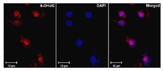 DNA/RNA Damage Antibody (15A3), Novus Biologicals:Antibodies:Primary ...
