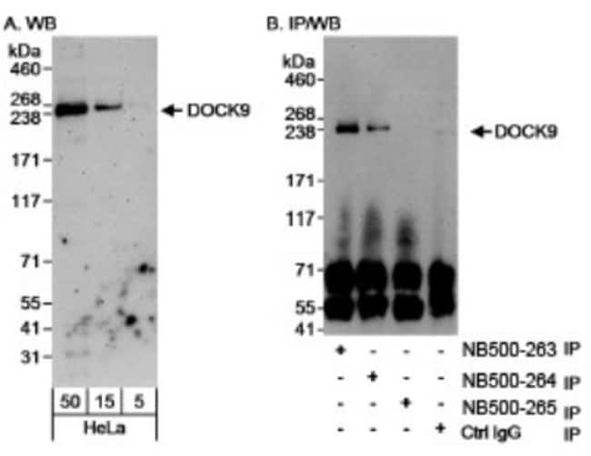 DOCK9 Antibody 0.1mg; Unlabeled:Antibodies, Polyclonal | Fisher Scientific