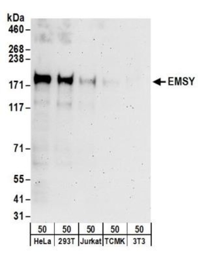 EMSY Antibody 0.1mg; Unlabeled:Antibodies, Polyclonal | Fisher Scientific