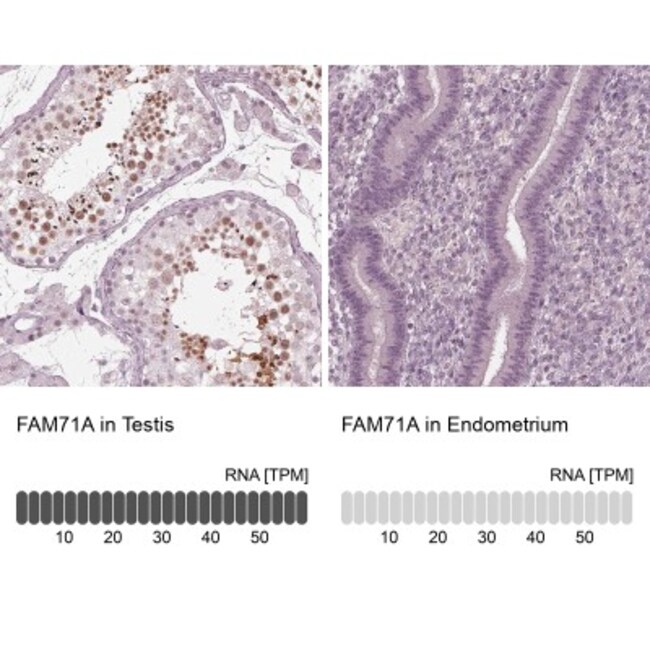 FAM71A Antibody, Novus Biologicals™ 25 μL; Unlabeled | Fisher Scientific