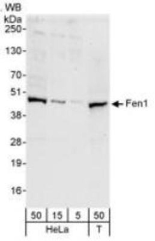FEN-1 Antibody 0.1mL; Unlabeled:Antibodies, Polyclonal | Fisher Scientific